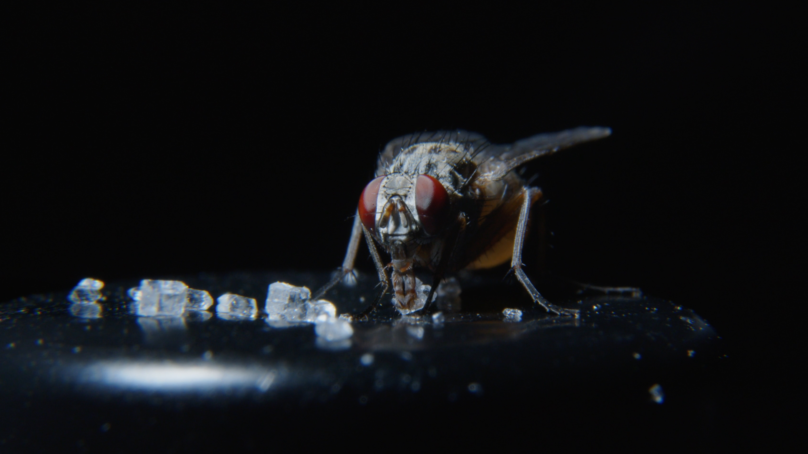 SFX Collection - In the Spotlight | Artlist